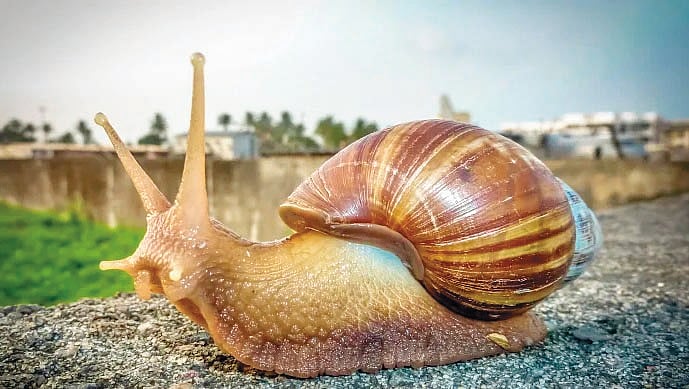 Snail infestation | गोगलगायींमुळे कृषी विभागाची चिंता वाढली