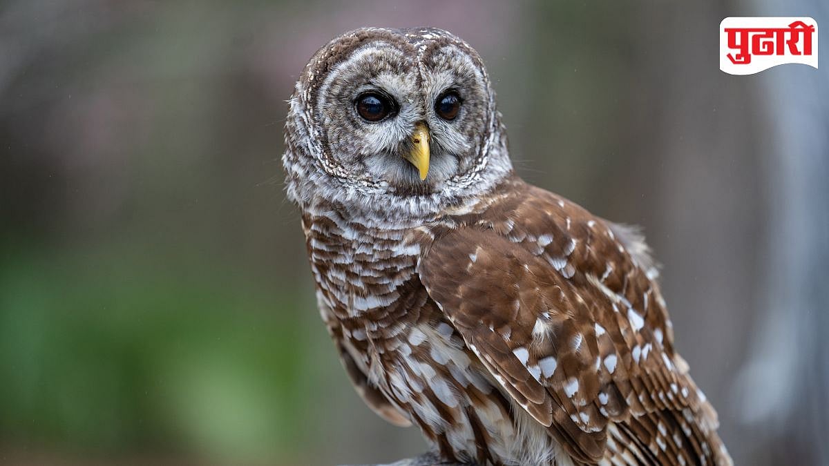 Pingori Owl Festival: अंधश्रद्धा तोडून 'घुबड' संवर्धनासाठी जनजागृती!