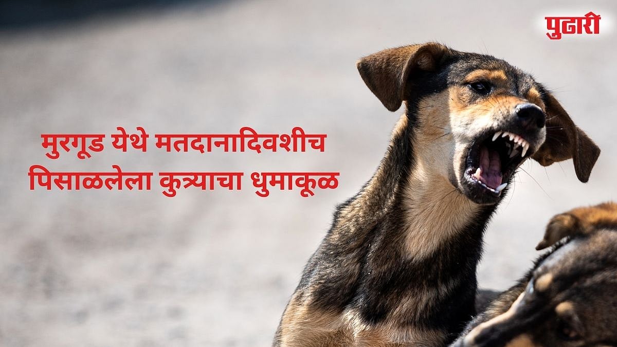 Dog Attack Murgud| मुरगूड येथे मतदानादिवशीच पिसाळलेला कुत्र्याचा ...