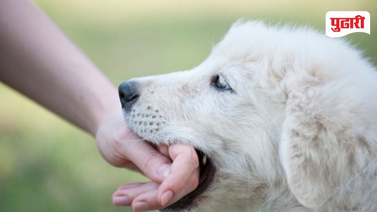 Stray Dog Attack : भुईबावड्यात भटक्या कुत्र्याच्या हल्ल्यात 5 जण गंभीर