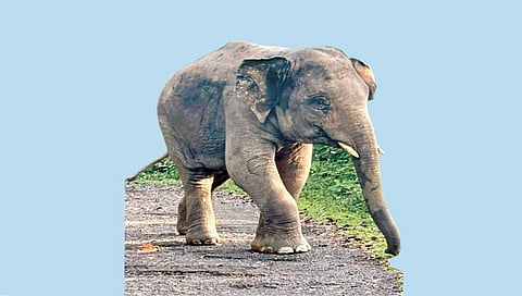 Omkar Elephant | ‘ओंकार’चा अचानक माघारी प्रवास!