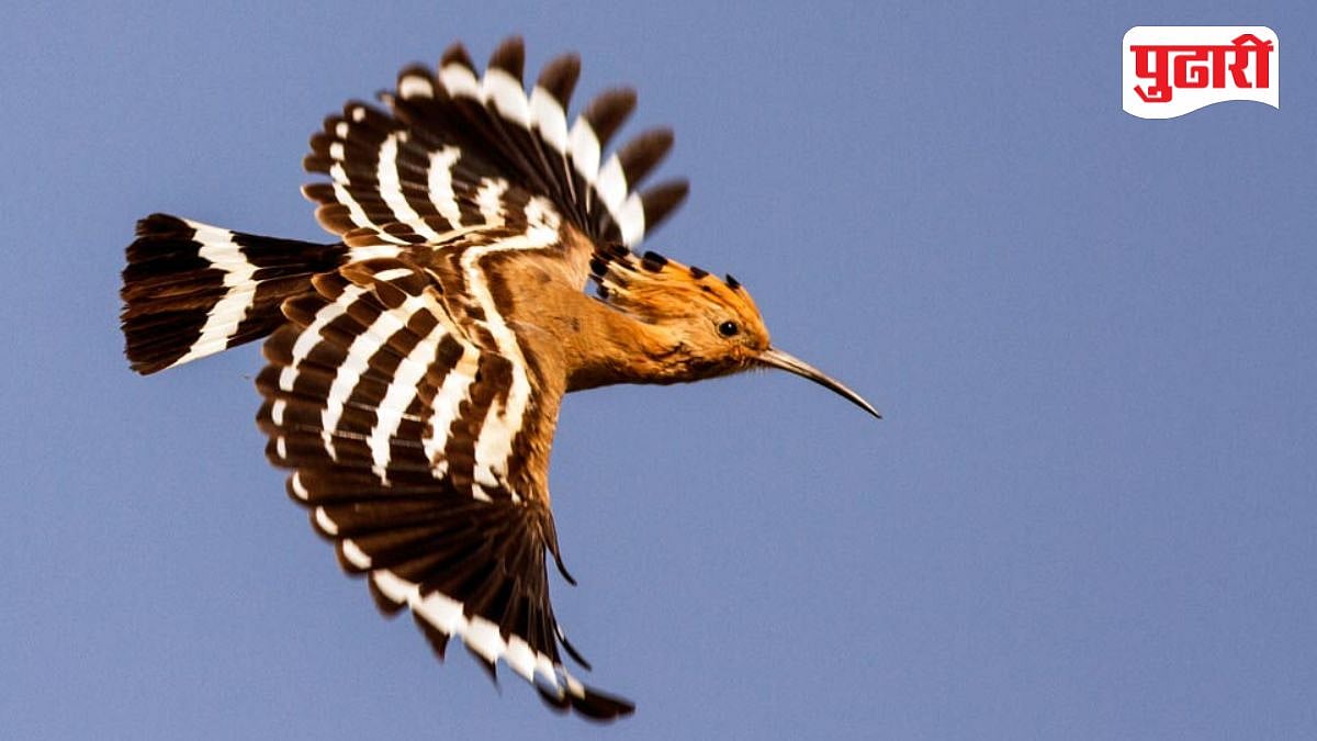 Konkan Birding Hotspot: कोकण किनारपट्टीवर किमयागार पंखावरचे भरारते जग