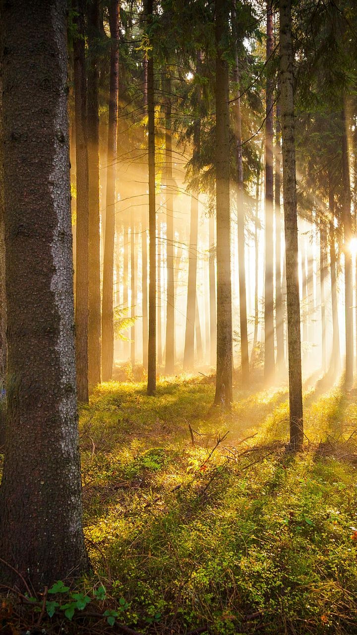 Morning Sunlight Health Benefits : फक्त व्हिटॅमिन-डी नव्‍हे, कोवळ्या ...