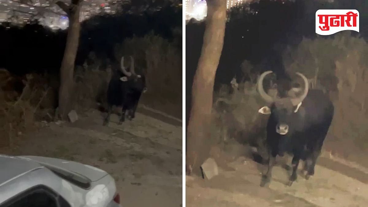 Bavdhan Gaur sighting Pune: गवा, बैल की गाय... याबाबत संभम