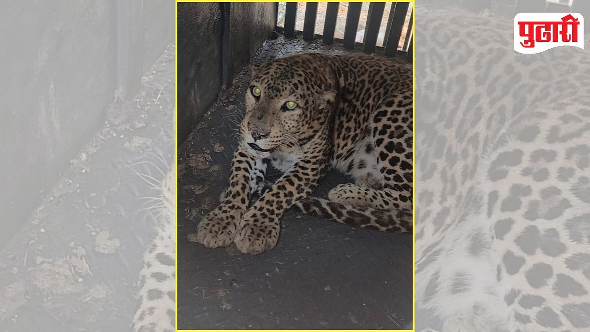 आंबेगावातील शिंगवे गावठाणात मादी बिबट जेरबंद, तीन आठवड्यांनंतर ...