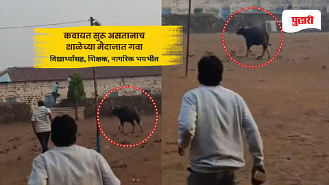 Gava news: अंबप येथे मराठी शाळेच्या मैदानात गवा; विद्यार्थी, नागरिक ...