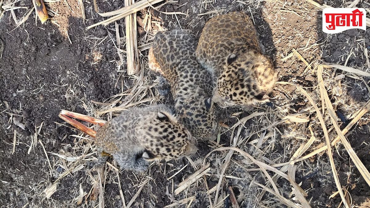 Leopard cubs death: बिबट्याचे तीन बछडे होरपळून मृत्युमुखी