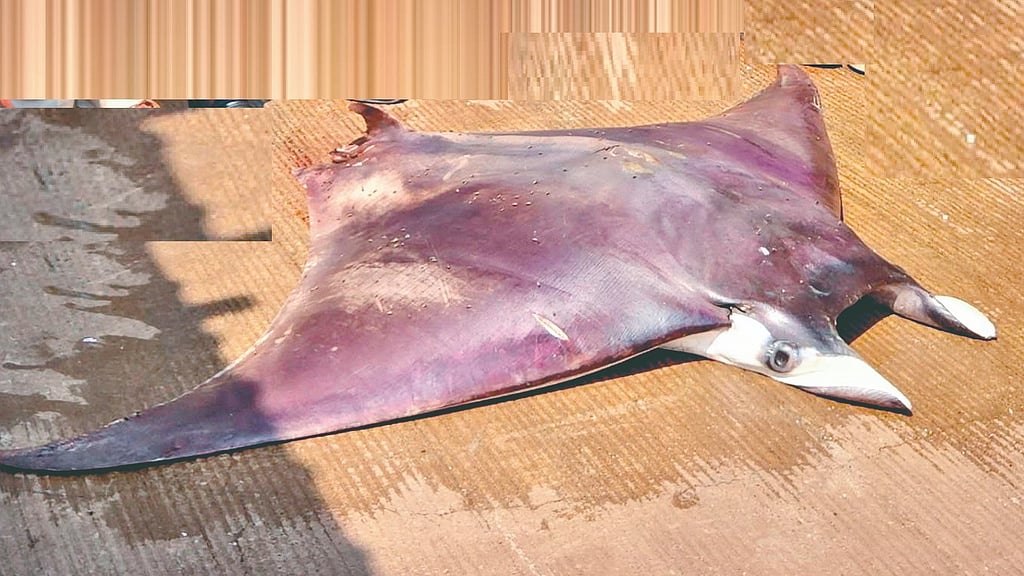 Shortfin Devil Ray | कोल्हापुरात दुर्मीळ व संरक्षित ‘शॉर्टफिन डेव्हिल ...