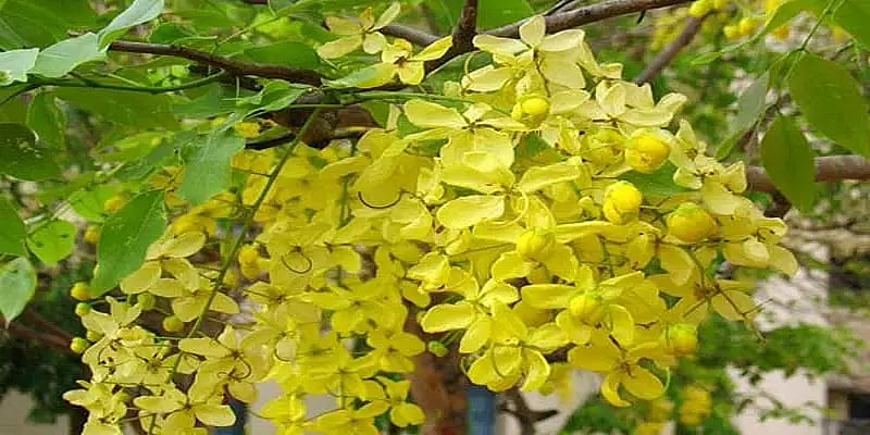 Flowers blooming in Mudumalai Tiger Reserve