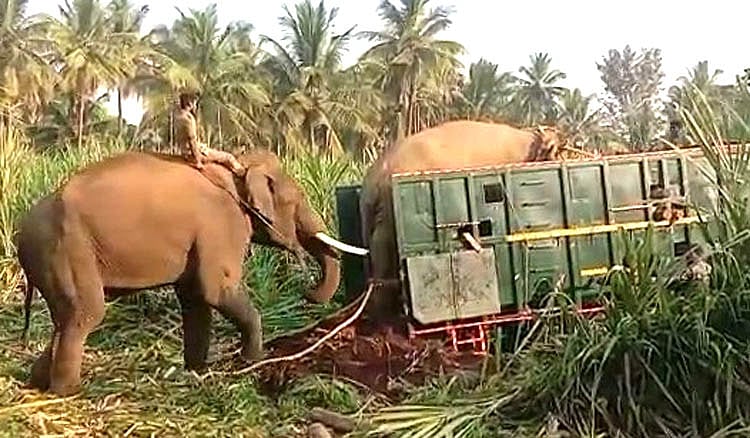 karuppan elephant caught by forest official by 6th atempt at erode