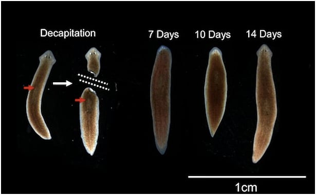 when cut the planarian head After two weeks, the worms’ heads grew back