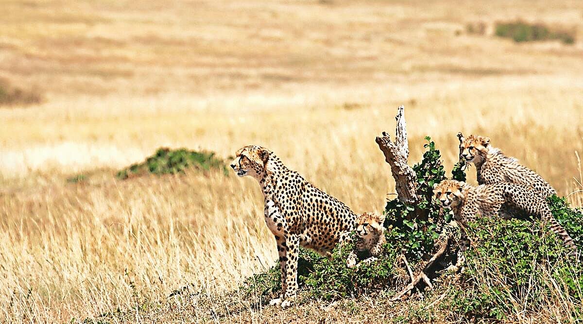 Are cheetahs not suitable animals to live in India - சிவிங்கி புலிகள் ...