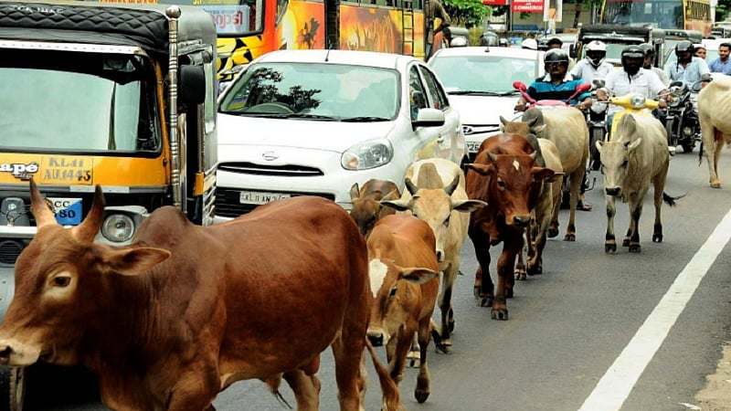 கால்நடைகள் தெருக்களில் சுற்றி திரிவது பற்றி City Police Act” என்ன ...