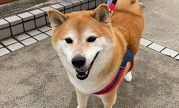 உலகை கலக்கிய சீம்ஸ் நாயின் வரலாறு என்ன தெரியுமா? | Do you know the ...