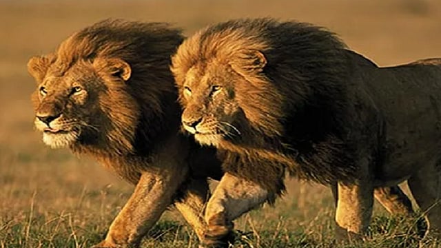 சிங்கங்களை பற்றிய 15 சுவாரஸ்ய தகவல்கள்! | Interesting facts about Lion