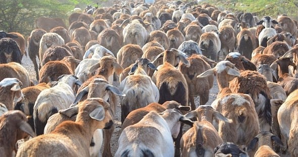 Goats that grazed the cannabis plant and acted intoxicated / கஞ்சா ...