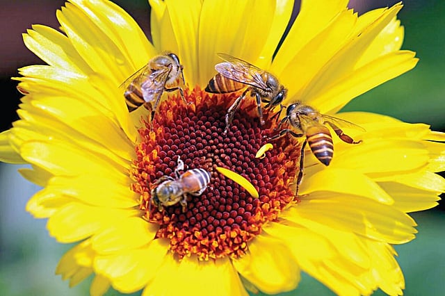 ’உலகிற்கு ஊக்கத்தைத் தந்த ஊன்றுகோல்’ - உவமைக் கவிஞர் சுரதா பிறந்த தின ...