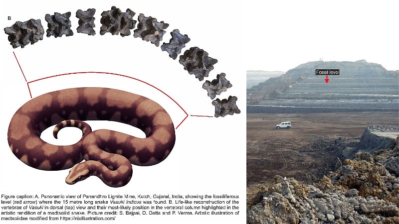 IIT Roorkee Researchers found Longest snake form in the world ...