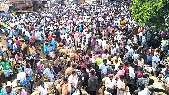 பக்ரீத் பண்டிகை கொண்டாட்டம்: வாரச் சந்தைகளில் ஆடுகள் விற்பனை அமோகம் ...