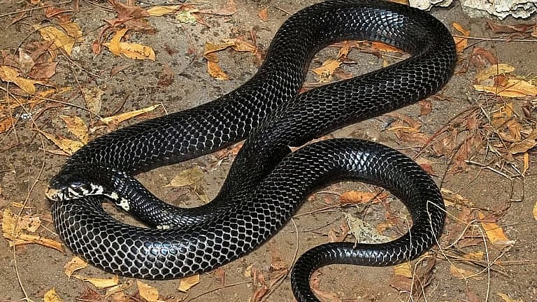 rarest of rare venomous snake dies 5 minutes after biting man