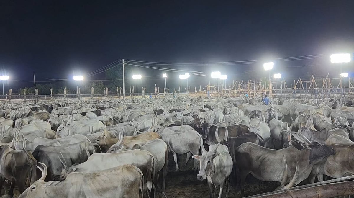 madurai ntk conference goats and cows in naam tamilar katchi
