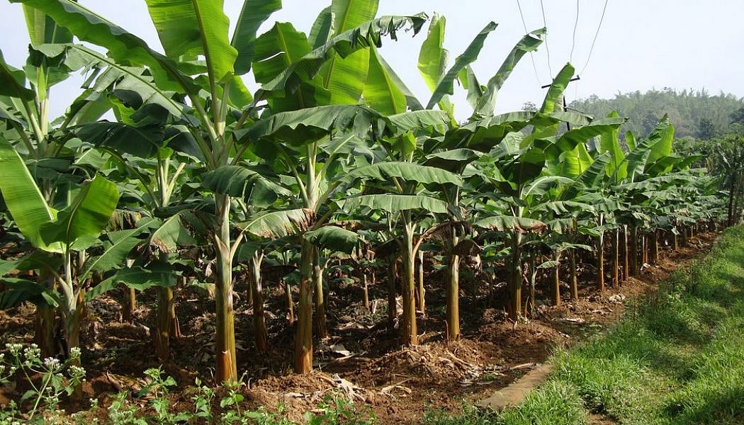 NRCB has unveiled a new banana variety Kaveri Poovan