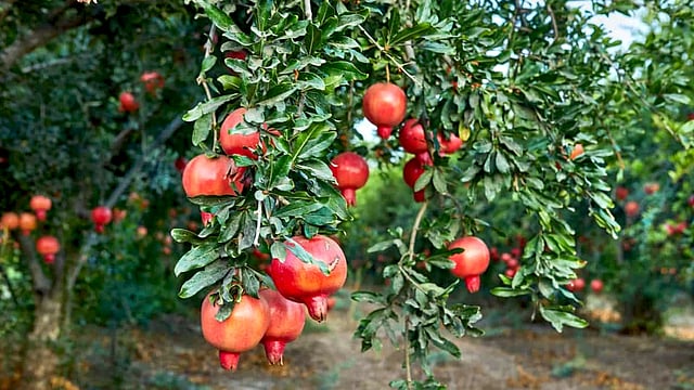 pomegranate health benefits