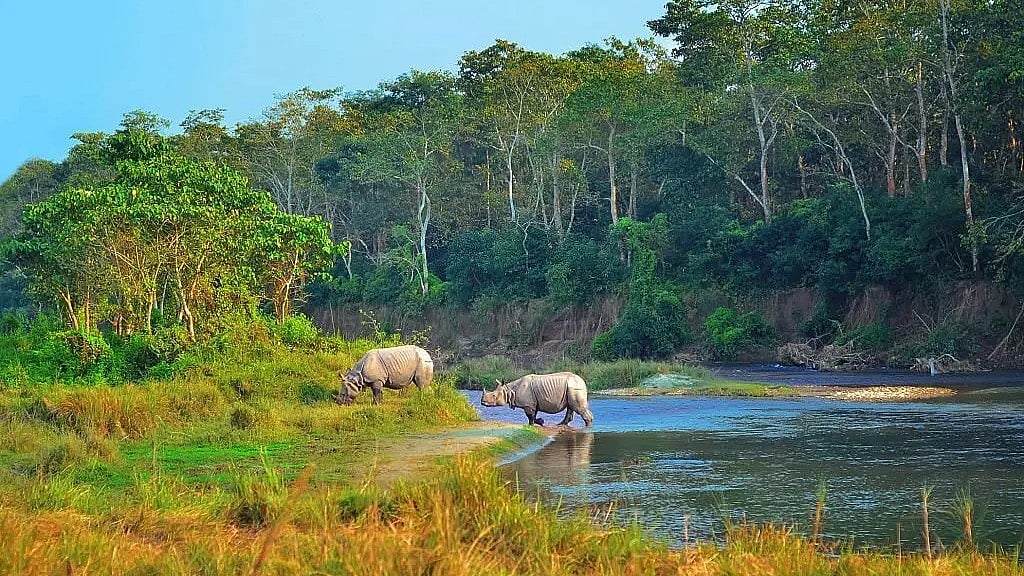Climate change is putting animal habitats at risk.