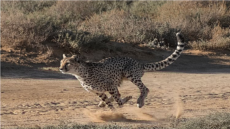 کونو نیشنل پارک سے نکل بھاگے چیتا ’اوبان‘ کو جنوبی افریقہ سے آئی ٹیم نے ...