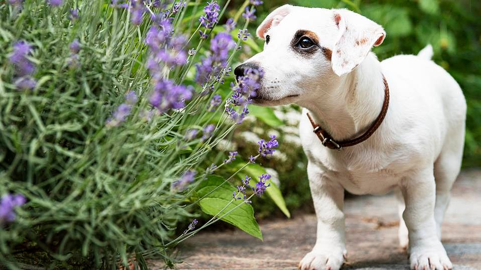 Peppermint Oil for Dogs: Safe Usage and Benefits Explained