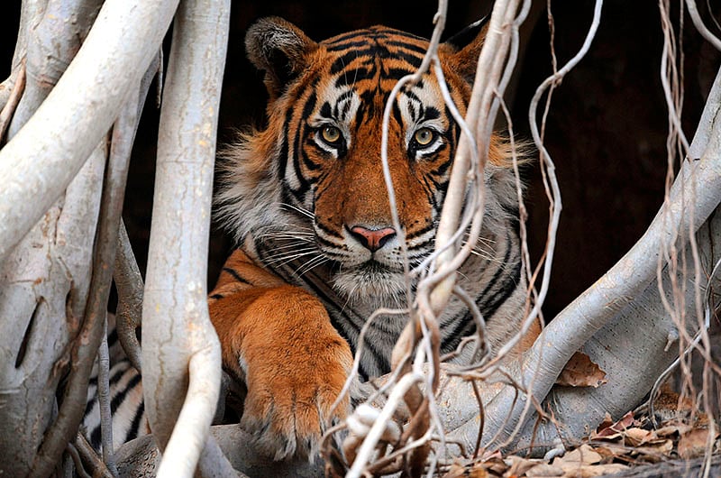 Tiger Express: Luxury and Conservation Journey Across Malaysia