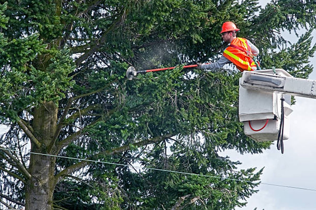 Urgent Tree Trimming: Seattle Property Hazard Warning Signs