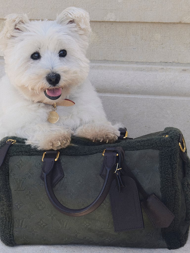 Louis Vuitton Pet Collection: Luxury Dog Accessories Blend Style ...