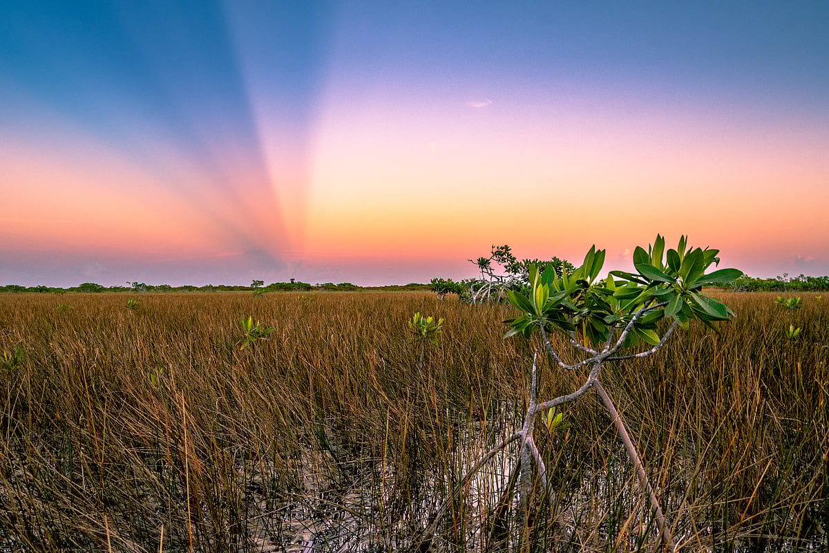 Discover the Wonders of America's Everglades: A World Heritage Site and ...