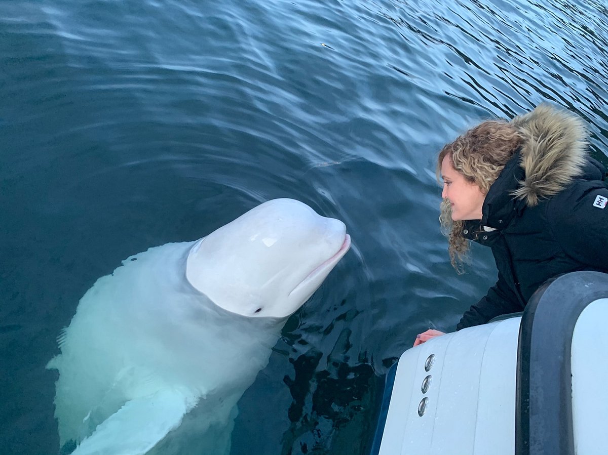 Hvaldimir's Journey: From Russian Navy Escapee to Wild Beluga in Norway ...