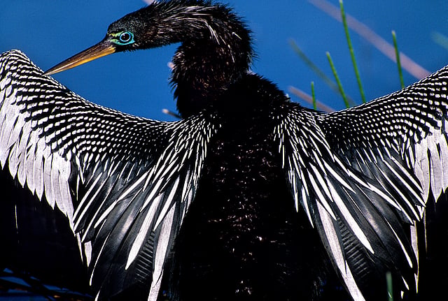 Discover The Top Wildlife Encounters In The Everglades Wilderness