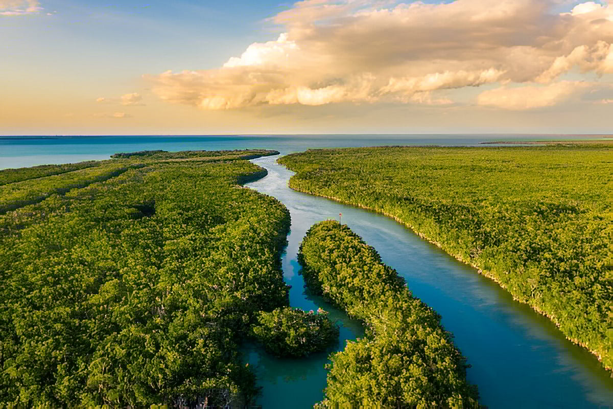 Discover The Top Wildlife Encounters In The Everglades Wilderness