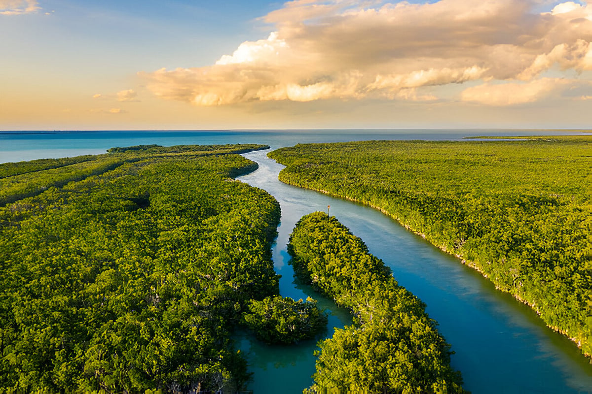 Discover The Top Wildlife Encounters In The Everglades Wilderness