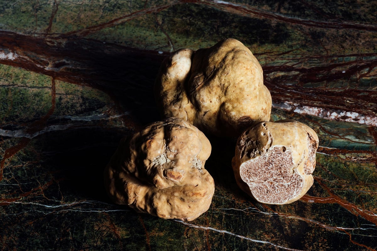 Discover Why White Truffles Are the Crown Jewel of Gourmet Cuisine