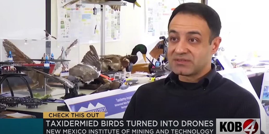 Bird-Bots Reanimating Nature's Masterpieces: Frankenstein Meets Robot Story