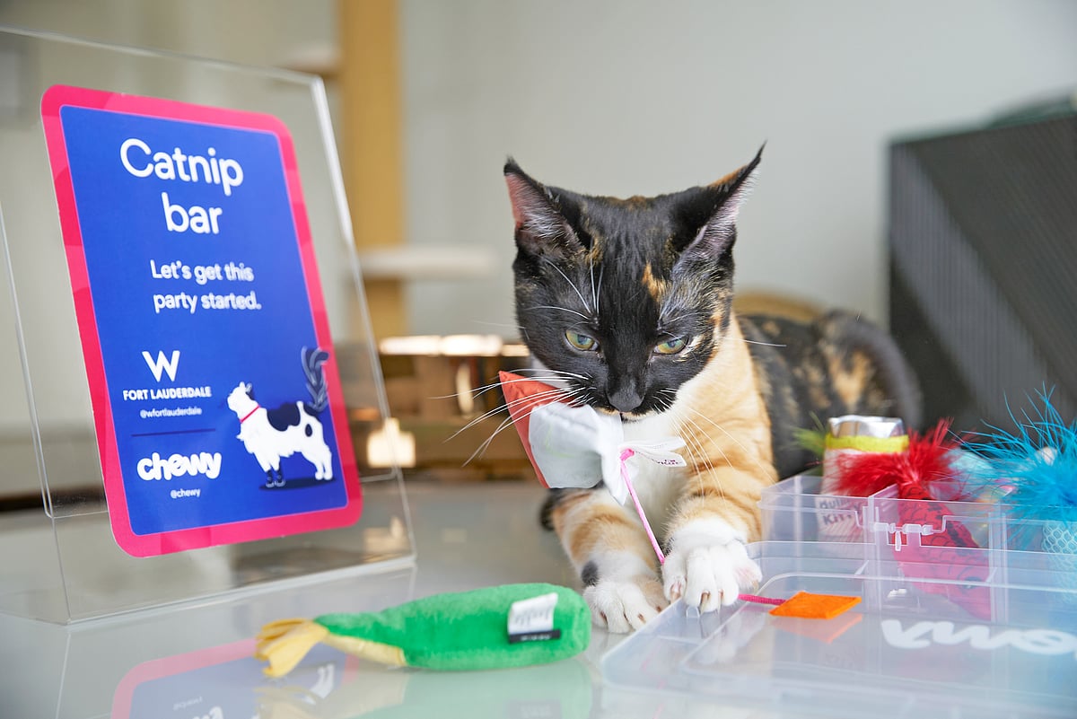 Discover the Purr Palace: A Luxurious Getaway for Cats at W Fort Lauderdale