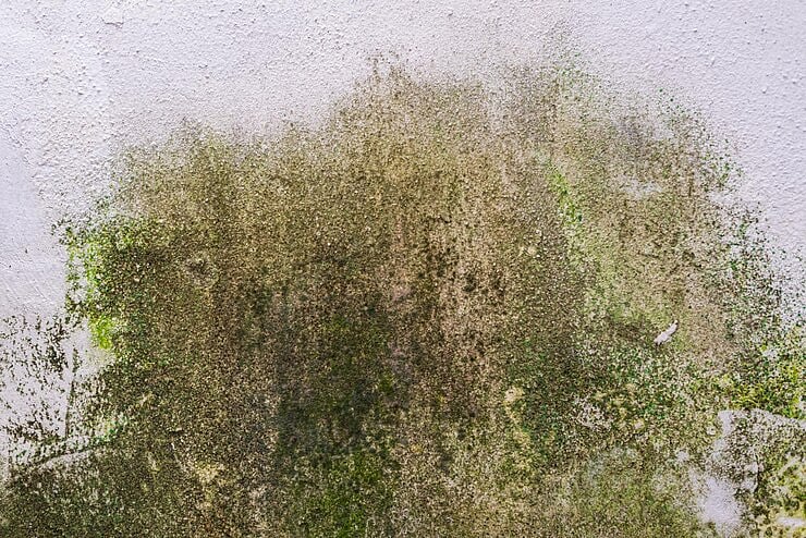 Understanding Rising Damp: Causes, Solutions, and Prevention Tips