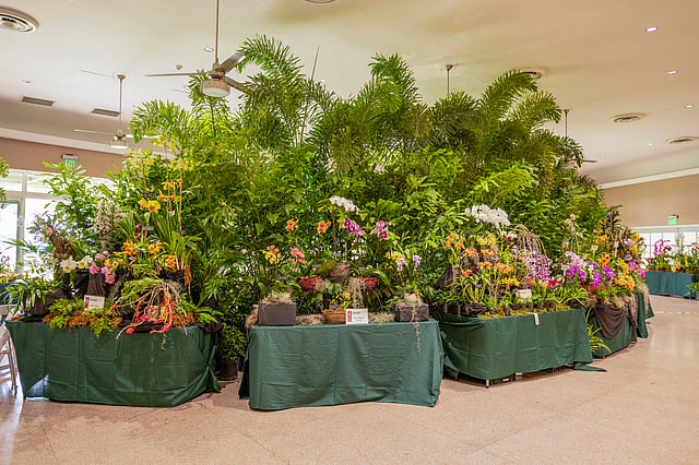 Orchids in Bloom Festival Returns to Miami's Fairchild Garden in 2025
