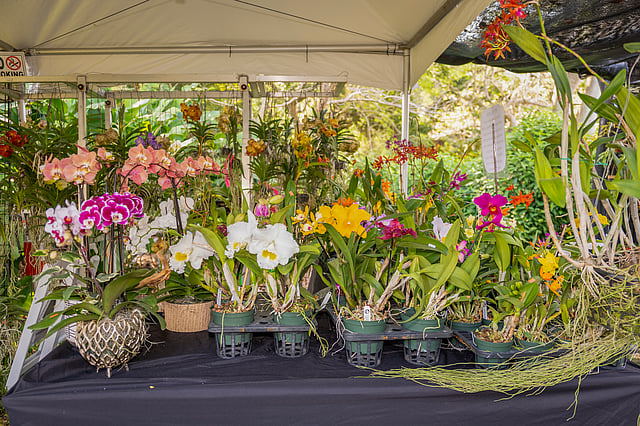 Orchids in Bloom Festival Returns to Miami's Fairchild Garden in 2025