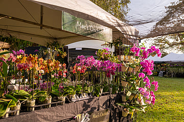 Orchids in Bloom Festival Returns to Miami's Fairchild Garden in 2025