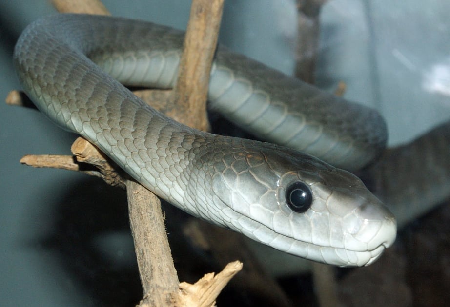 Venom Immunity: Tim Friede's Snakebite Survival Revolution