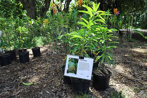 Miami Mango Festival 2025: Culinary Stars and Juicy Celebrations