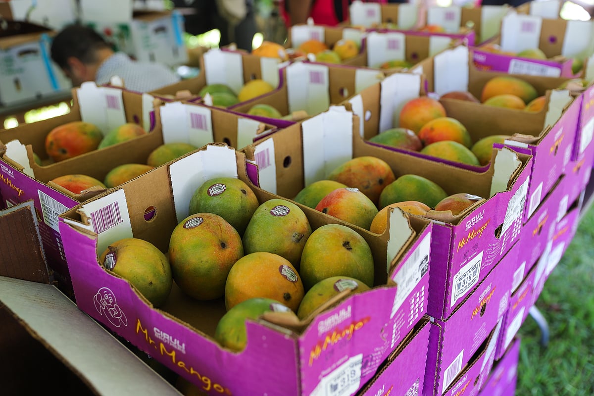 Miami Mango Festival 2025: Culinary Stars and Juicy Celebrations