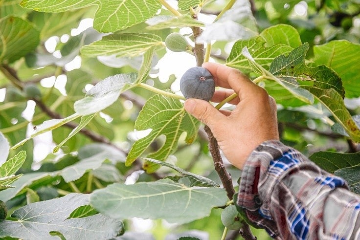 Global Fig Season: Discover Harvest Times Worldwide