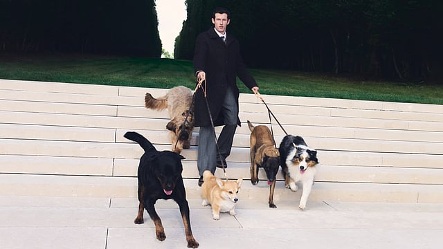 Louis Vuitton Pet Collection: Luxury Dog Accessories Blend Style ...